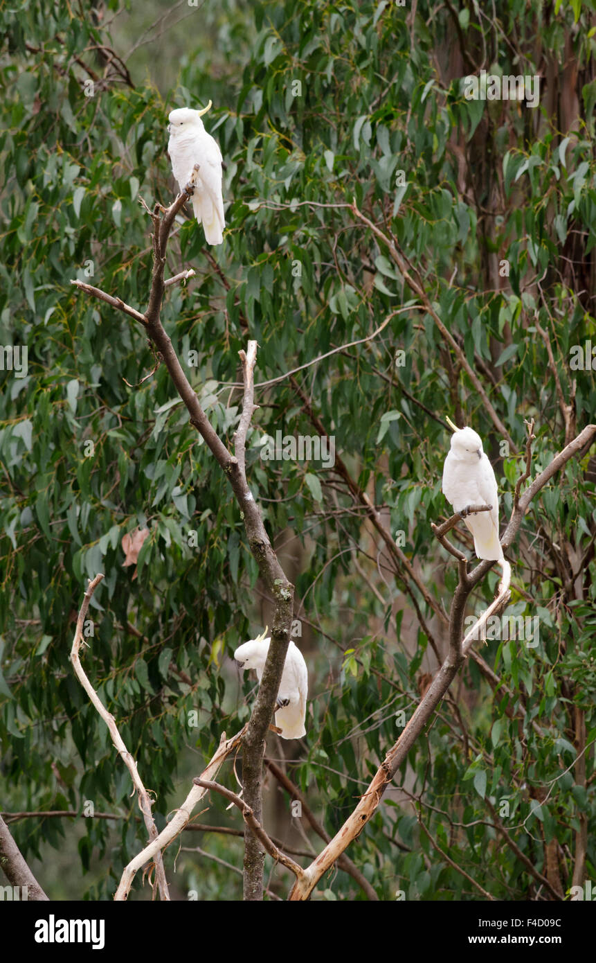 Australia, Dandenong Ranges. Dandenong National Park, Grants Reserve ...