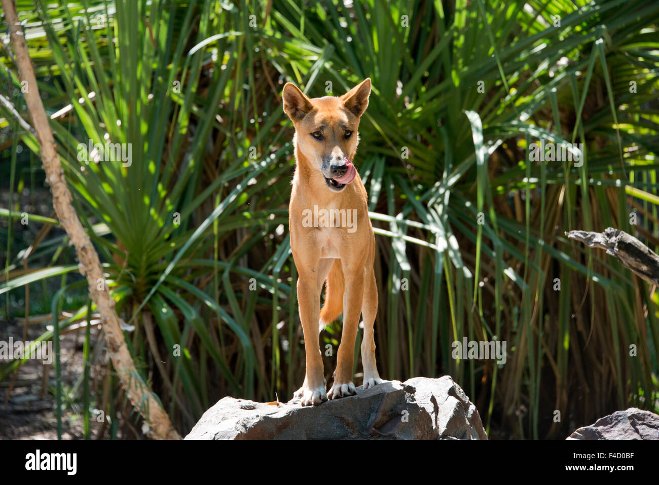 Australia, Northern Territory, Darwin. Territory Wildlife Park. Dingo ...