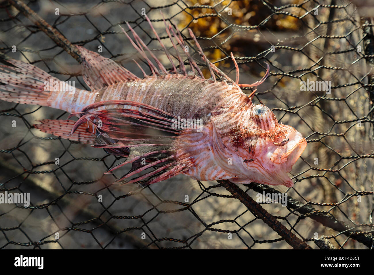 Caribbean, Anguilla. Lionfish in trap Stock Photo - Alamy