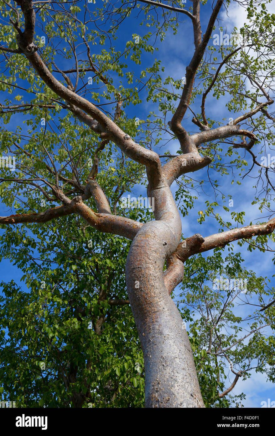 Caribbean, British Virgin Islands, Norman Island. Turpentine Tree ...
