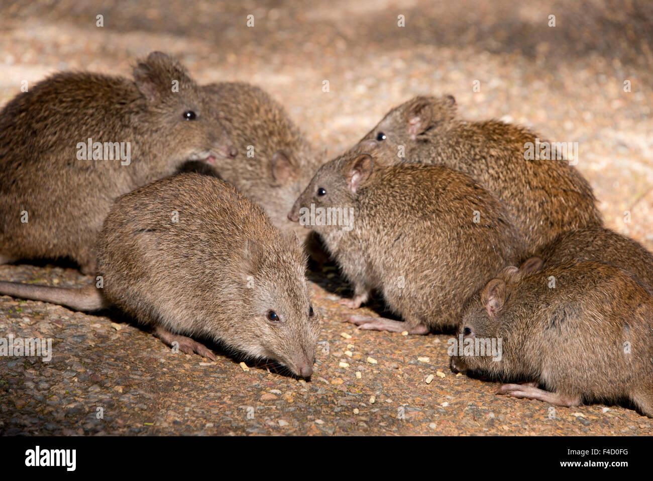 Australia, Adelaide. Cleland Wildlife Park. Long-nosed potoroo, known ...