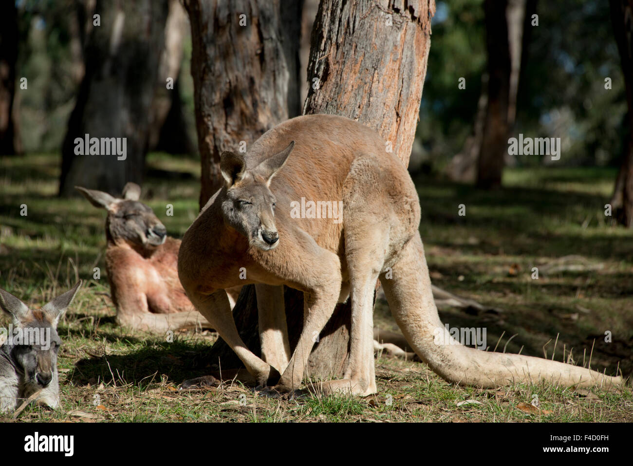 Australia, Adelaide. Cleland Wildlife Park. Red kangaroos (Macropus ...