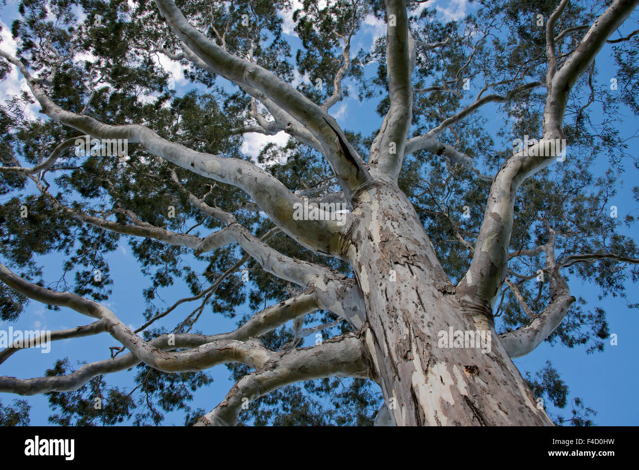 Australia, Perth. King's Park. Perth's premier 1,000 acre city park ...