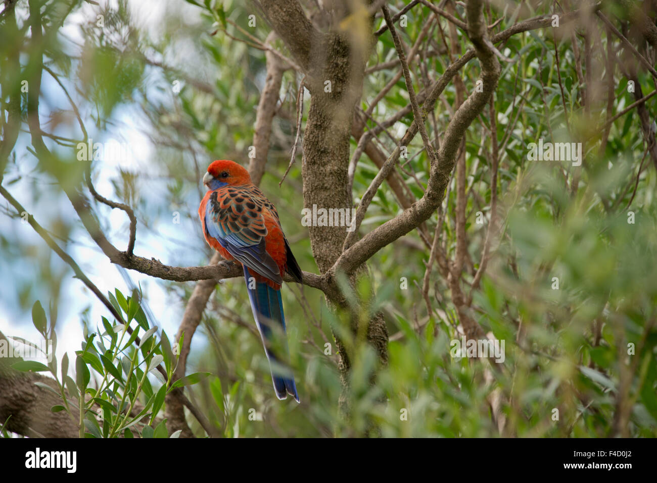 Australia, Adelaide. Cleland Wildlife Park. Blue-cheeked rosella, known ...