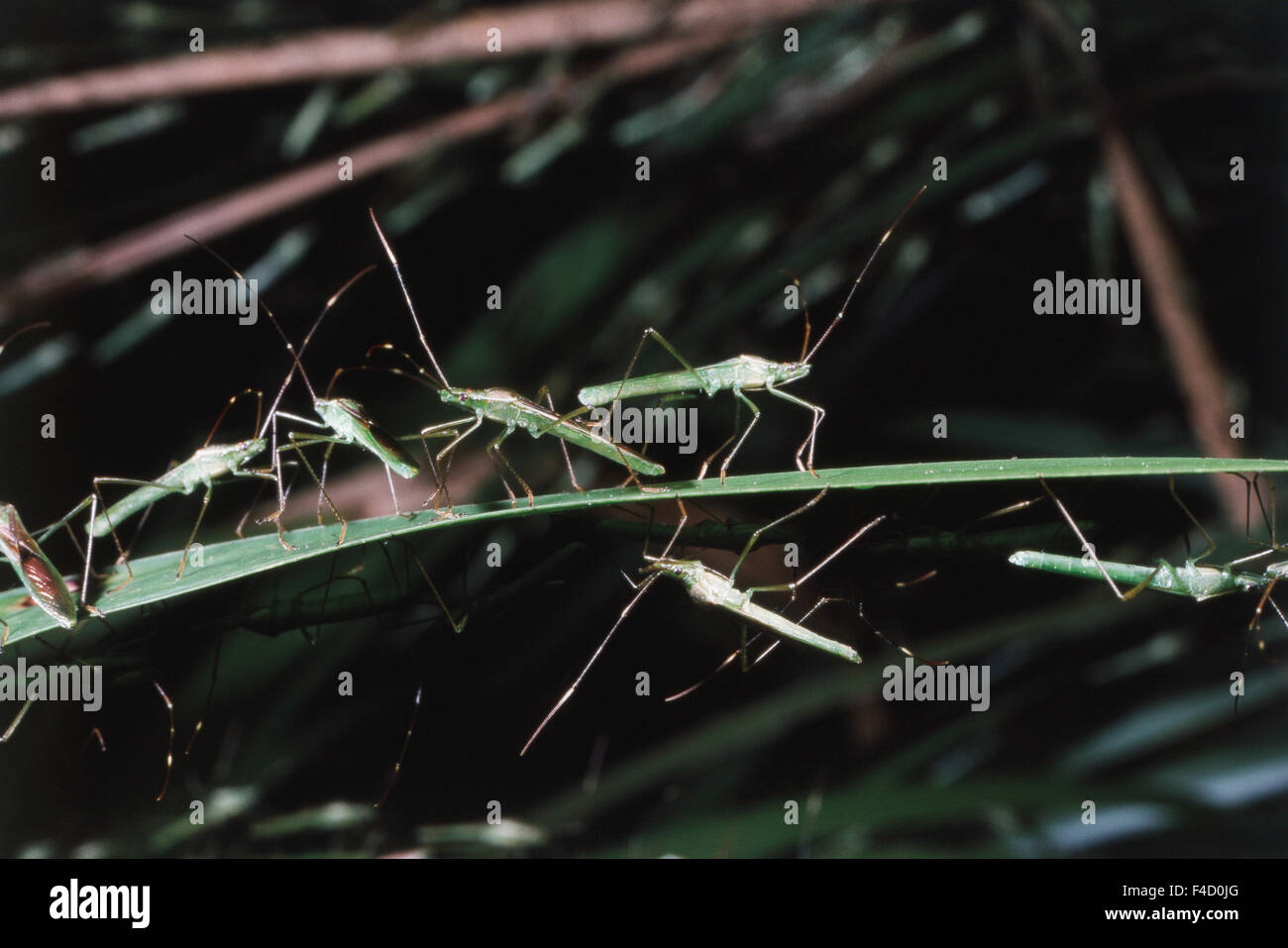 Australia, Cairns, Green insects on leaf in rainforest (Large format ...
