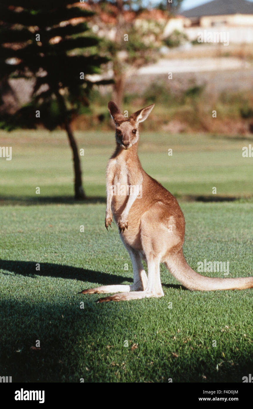 Australia, New South Wales, Yamba Golf Course, Eastern Grey Kangaroo on ...