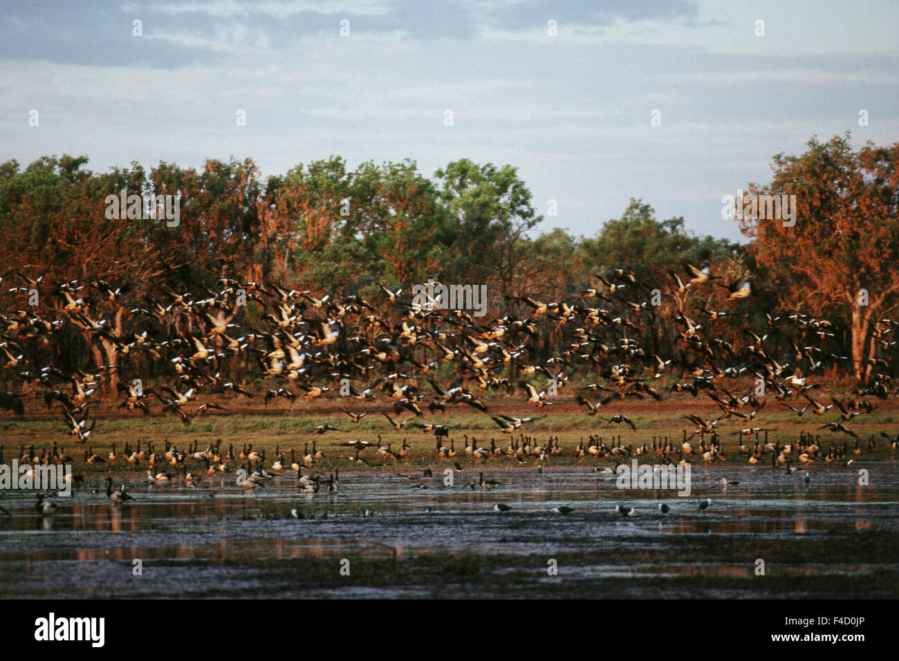 Australia, Northern Territory, Kakadu National Park, Flock of Magpie ...