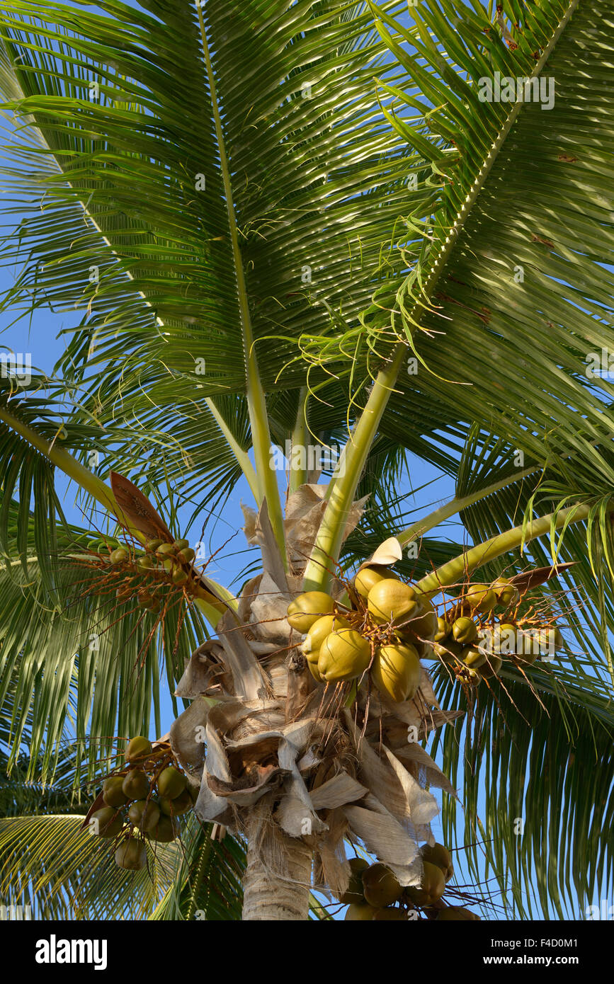 Caribbean, British Virgin Islands, Cooper Island. Coconut palm on the ...