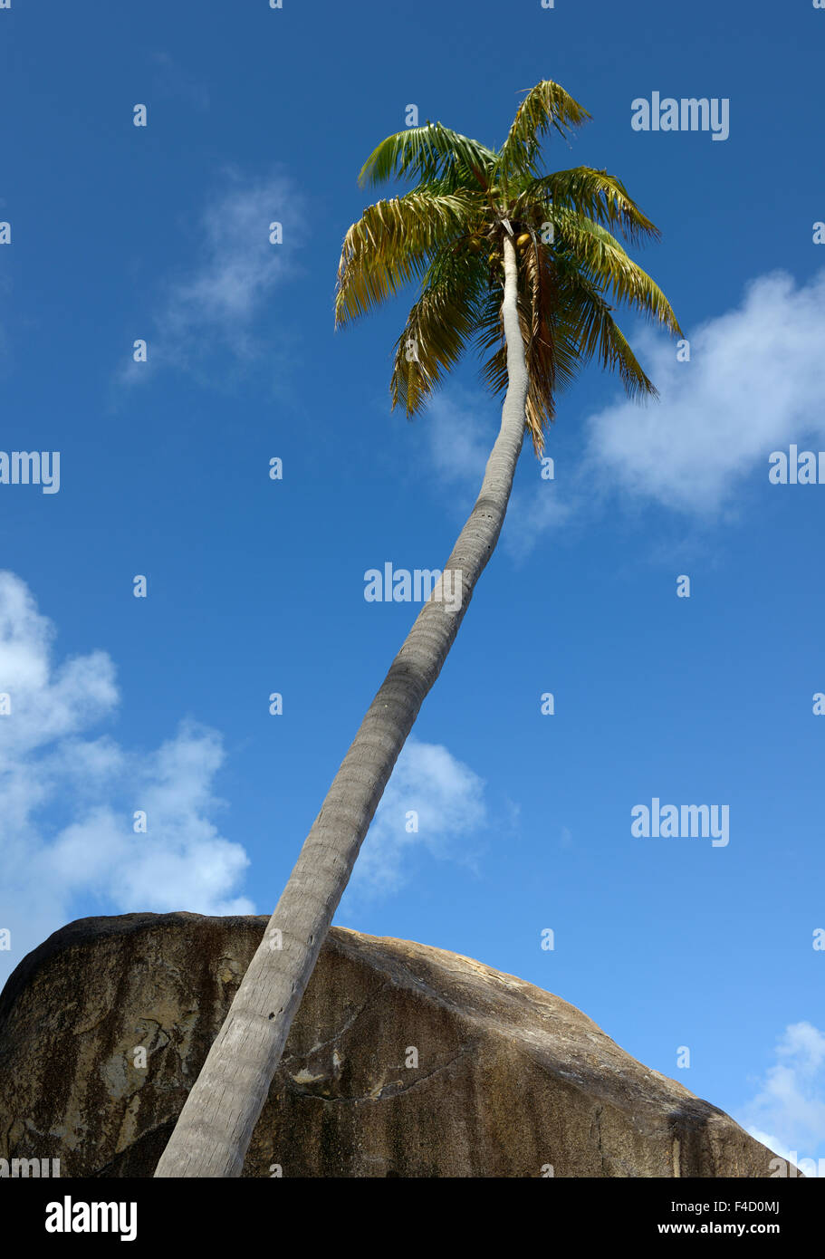Caribbean, British Virgin Islands, Virgin Gorda. Palm tree and boulder ...