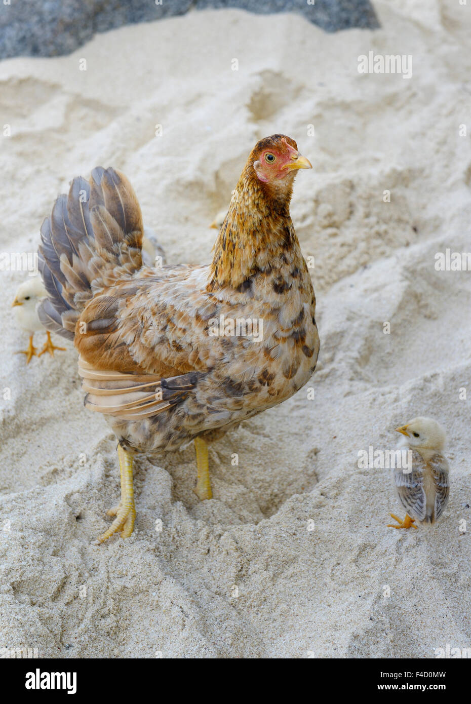 Caribbean, British Virgin Islands, Virgin Gorda. Hen and chicks at ...