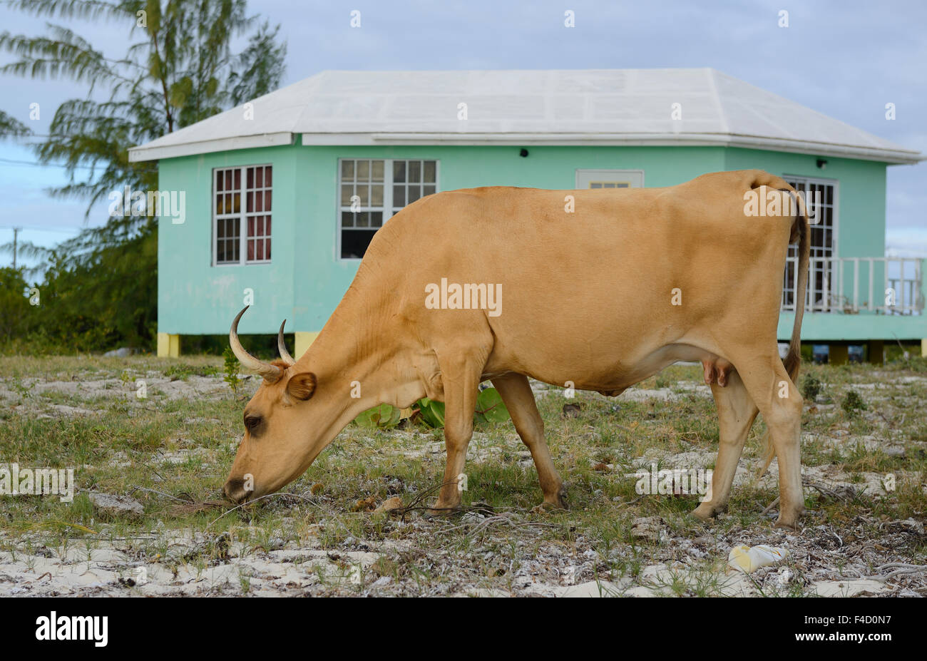 Caribbean, British Virgin Islands, Anegada. Cow in front of a colorful ...