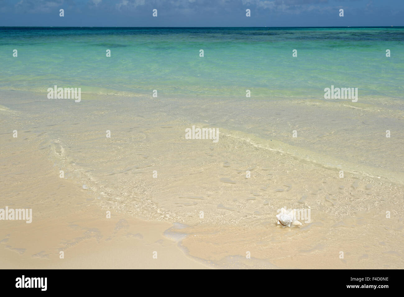 Caribbean, British Virgin Islands, Anegada. Conch shell on the beach at ...