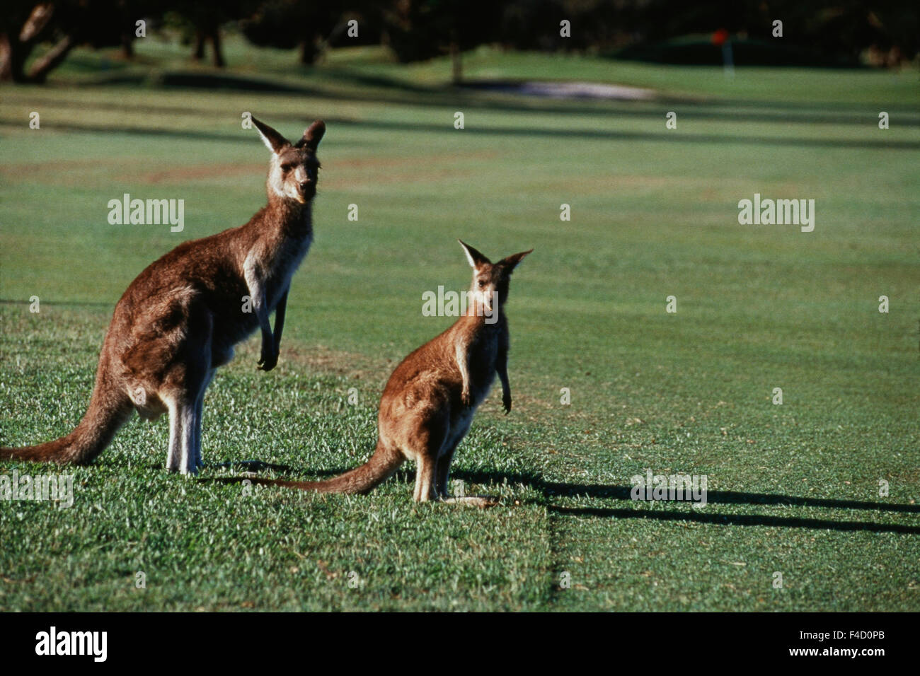 Australia, New South Wales, Yamba Golf Course, Eastern Grey Kangaroo on ...