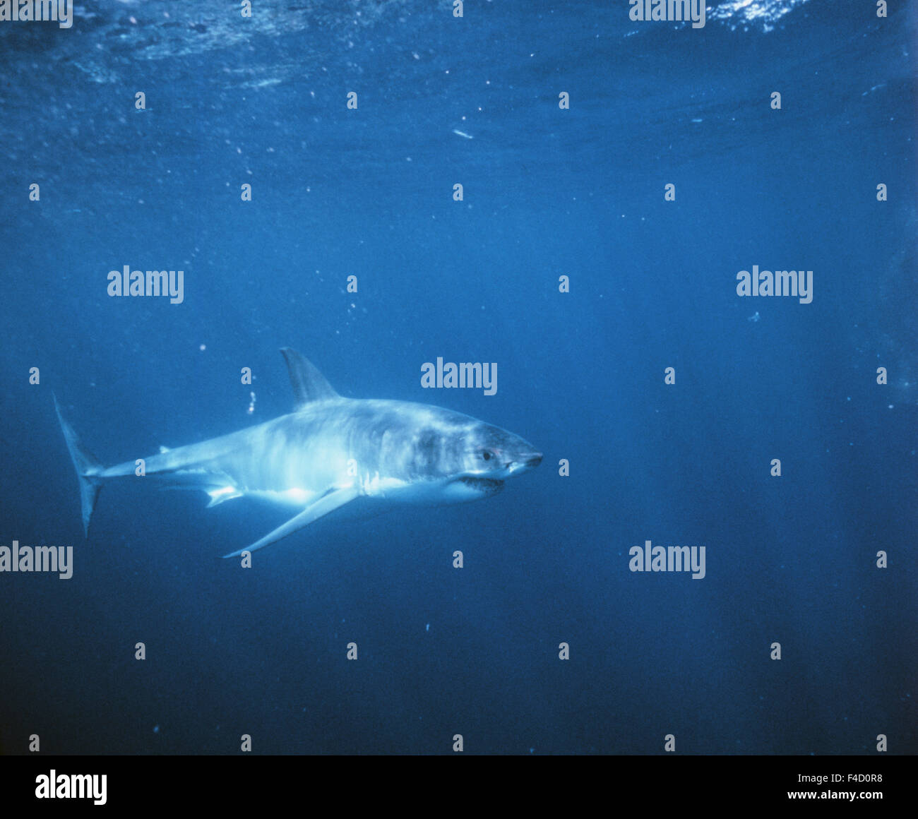 South Australia, Great White Shark (Carcharodon carcharias) (Large ...