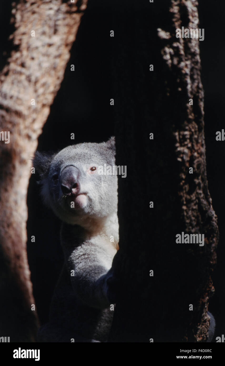 Australia, Queensland, Koala hiding behind tree trunk (Phascolarctos ...
