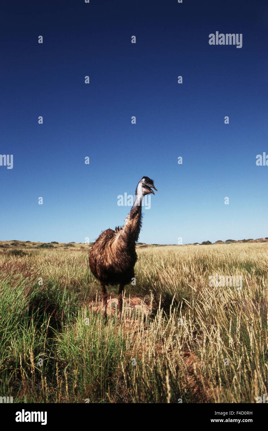 Western Australia, EMU (Dromaius novaehollandiae) Flightless Bird ...