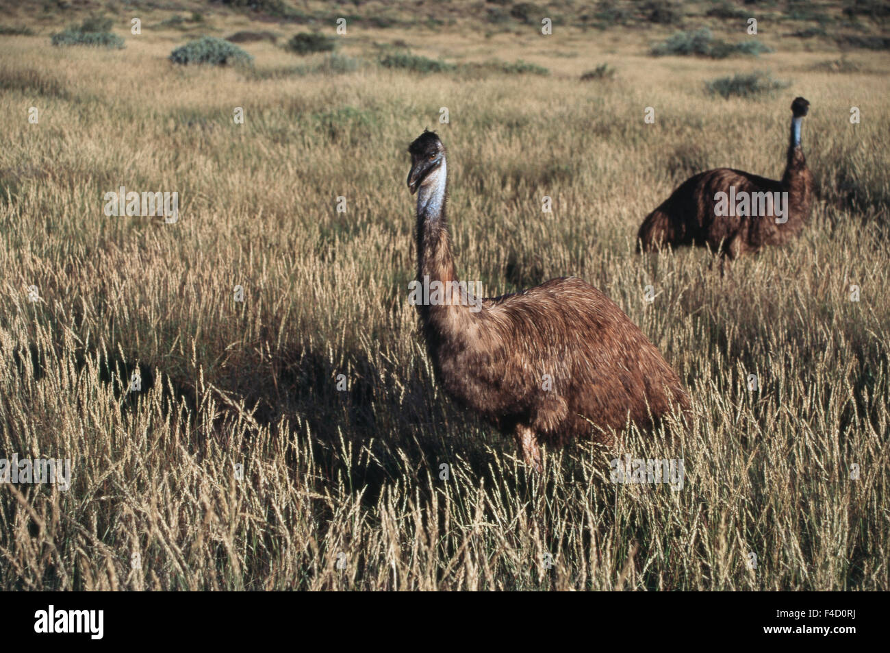 Western Australia, EMU (Dromaius novaehollandiae) Flightless Bird ...