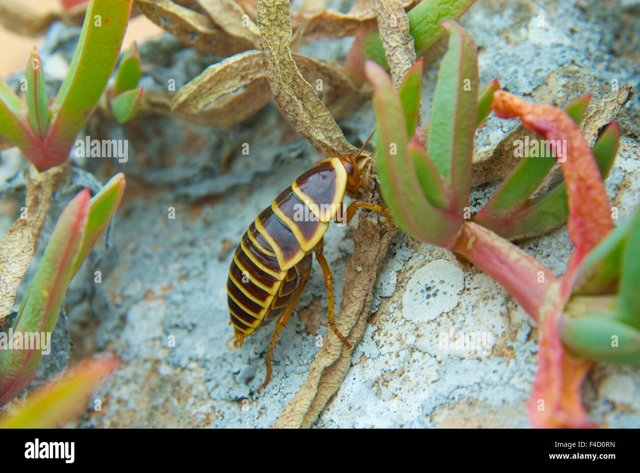 Australian cockroach hi-res stock photography and images - Alamy