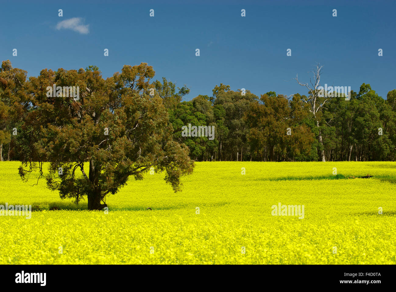 Canola field near Bannister, just south of Perth, Western Australia. A ...