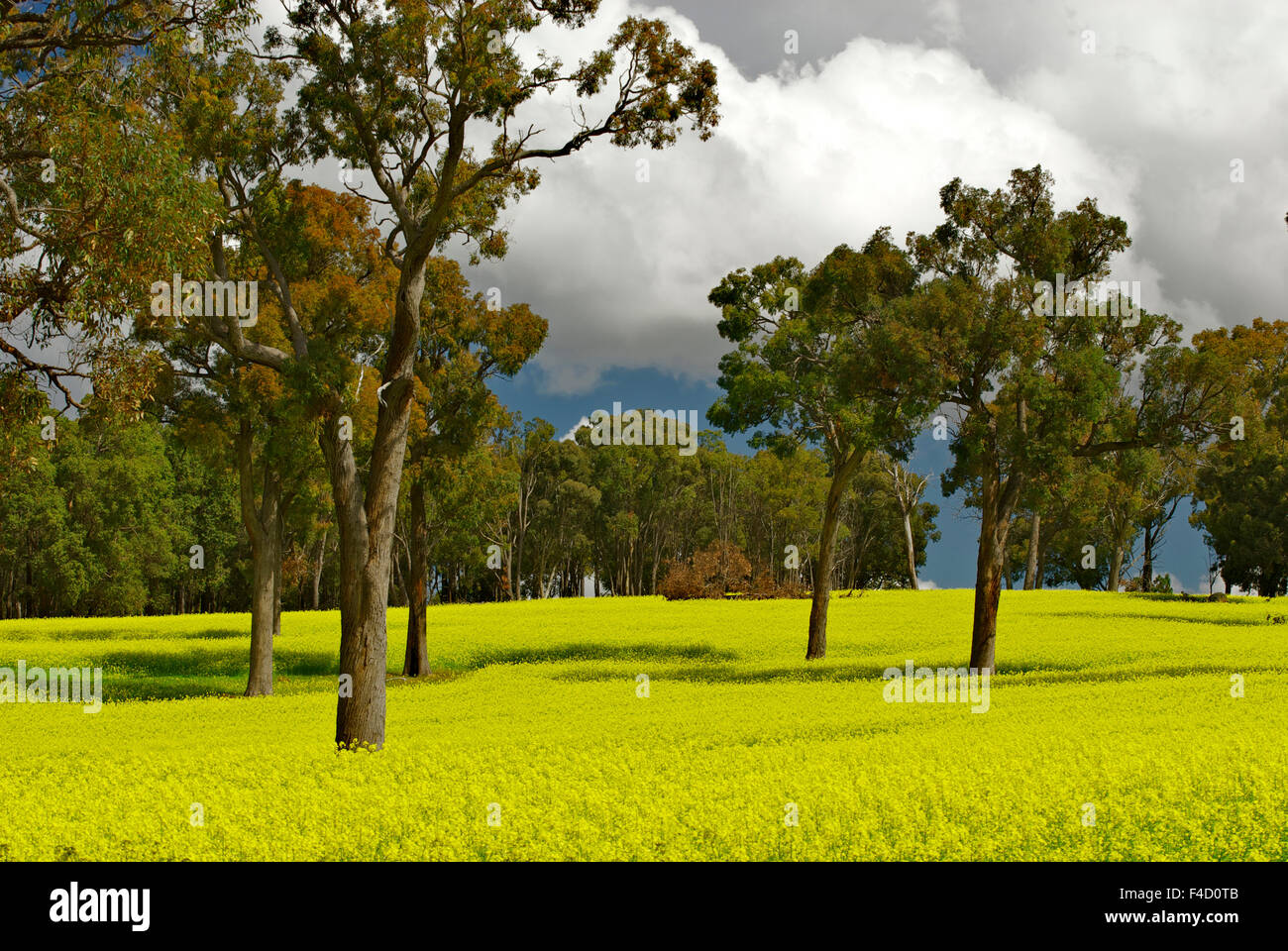 Canola field near Bannister, just south of Perth, Western Australia. A ...