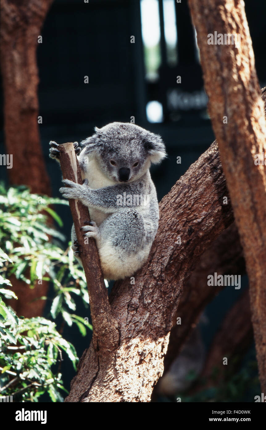 Australia, Sydney, Taronga Zoo, Koala. (Large format sizes available ...