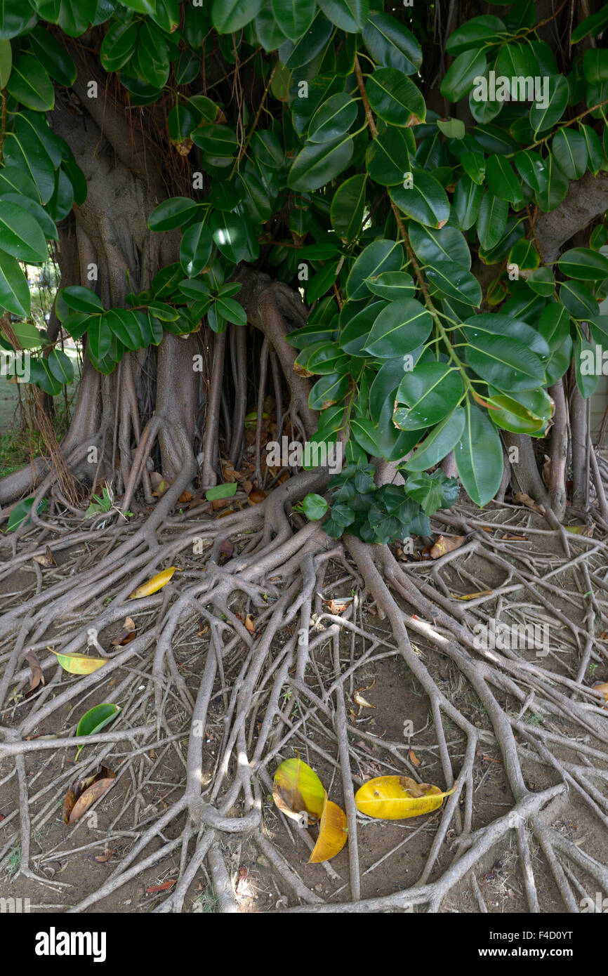 Caribbean, British Virgin Islands, Peter Island. Tree roots (Large ...