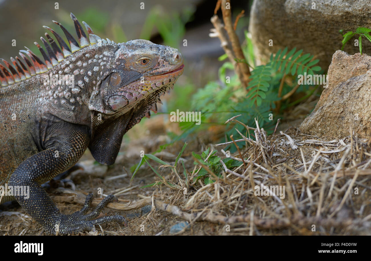 Caribbean, British Virgin Islands, Peter Island. Green Iguana (Iguana ...