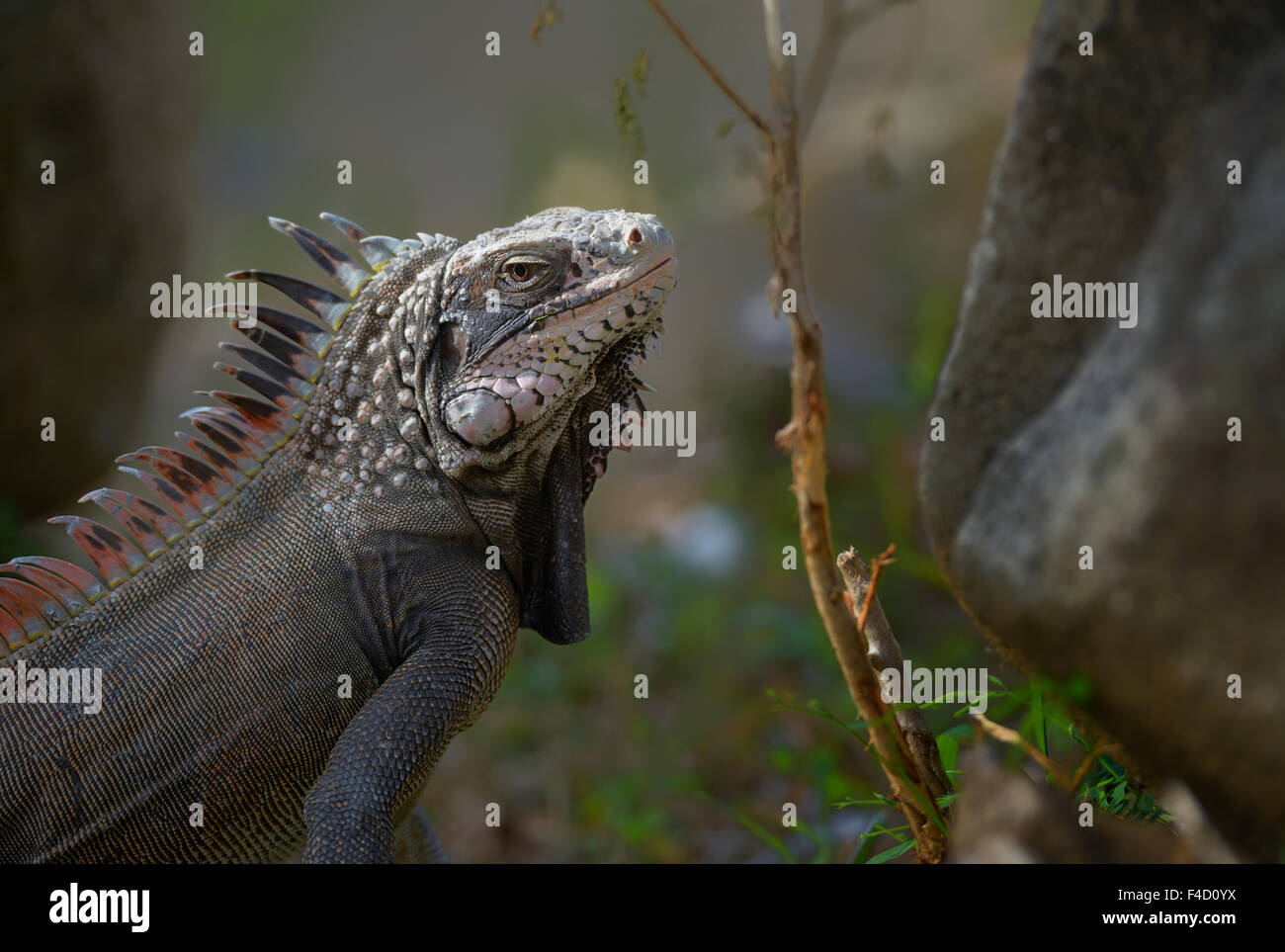 Caribbean, British Virgin Islands, Peter Island. Green Iguana (Iguana ...