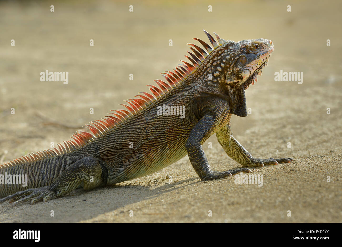 Caribbean, British Virgin Islands, Peter Island. Green Iguana (Iguana ...