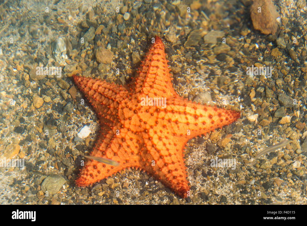 BVI, Sea Star. Brightly colored Cushion Sea Star (Oreaster reticulatus ...