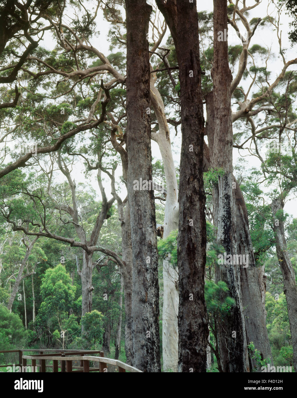 Walpole Nornalup National Park