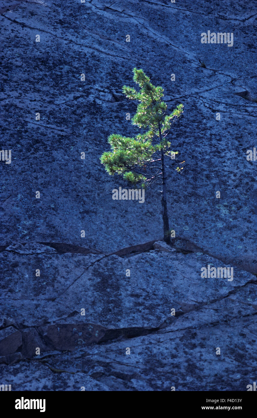Georgian bay tree growing in rock hi-res stock photography and images ...