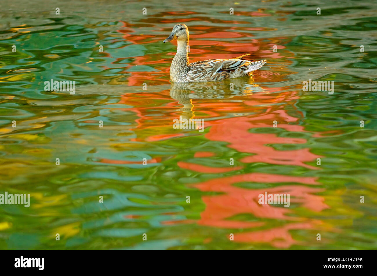 Minett and canada hi-res stock photography and images - Alamy