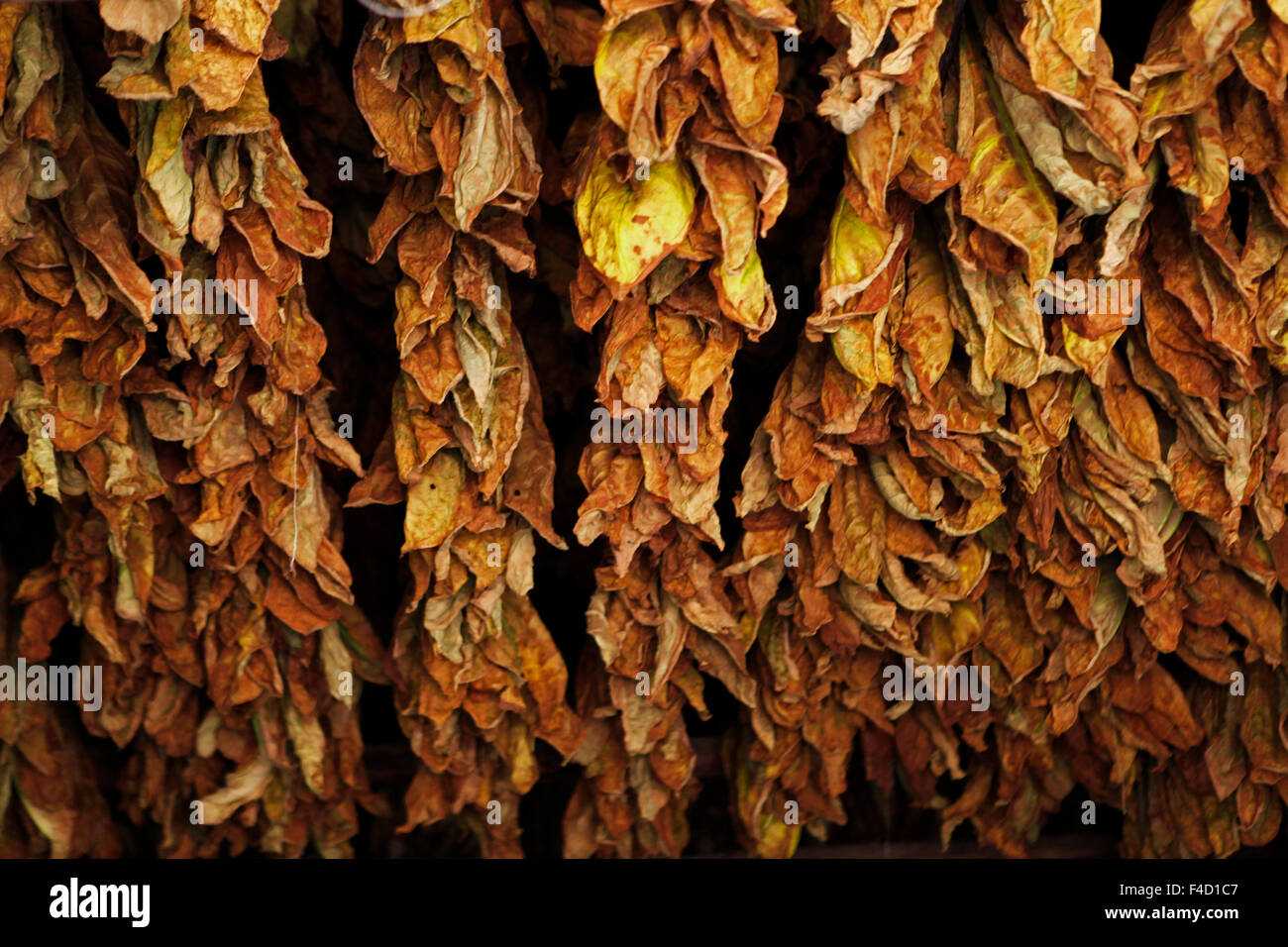Cuba, Pinar del Rio, San Luis. Drying tobacco leaves for cigars at ...