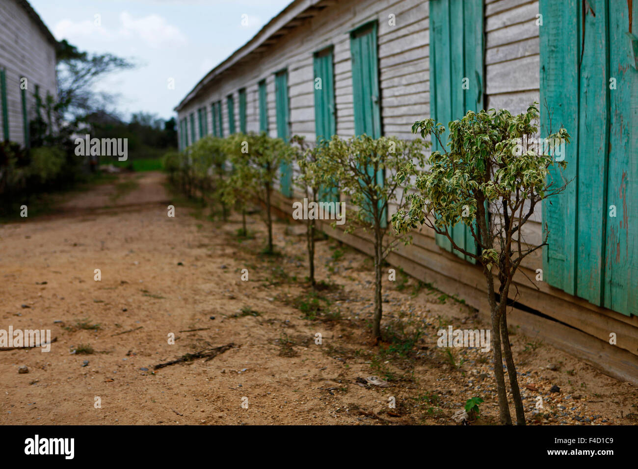 Cuba, Pinar del Rio, San Luis. Finca Robaina tobacco plantation Stock ...
