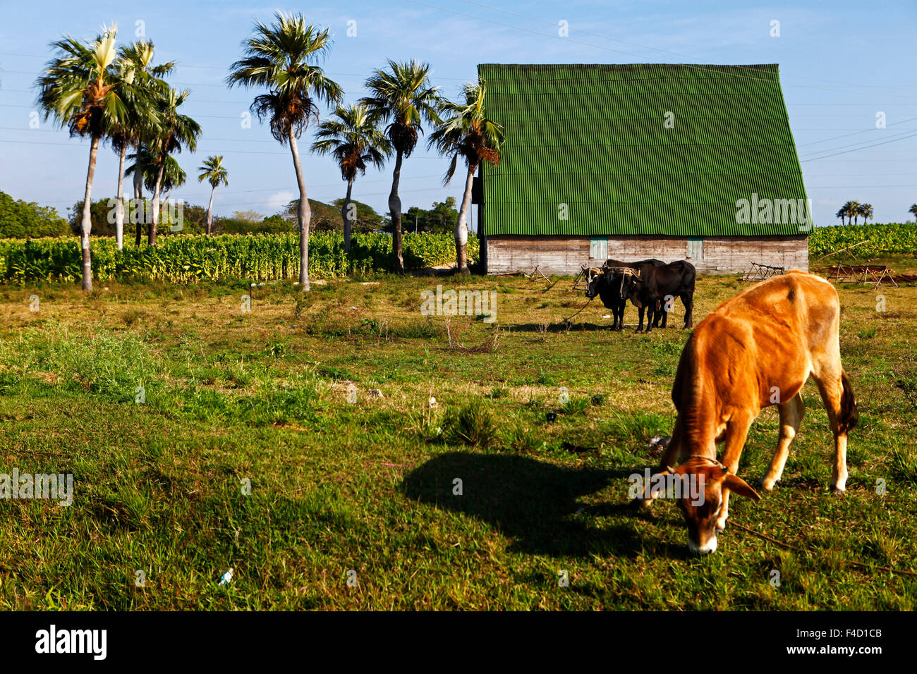 Cuba, Pinar del Rio. Cow and oxen on Cuban farm in Pinar del Rio ...