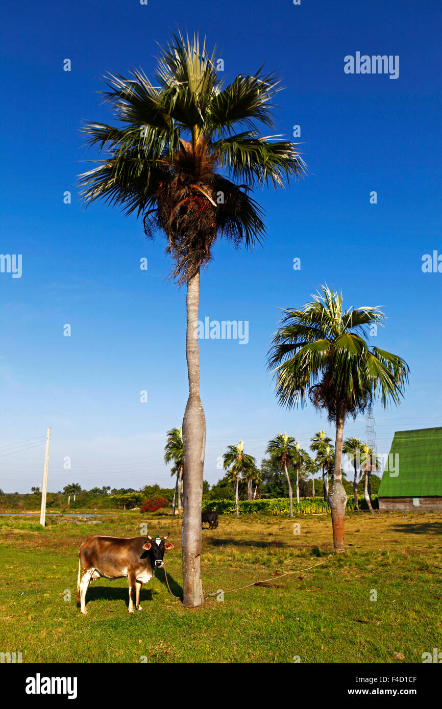 Barrigona palm hi-res stock photography and images - Alamy