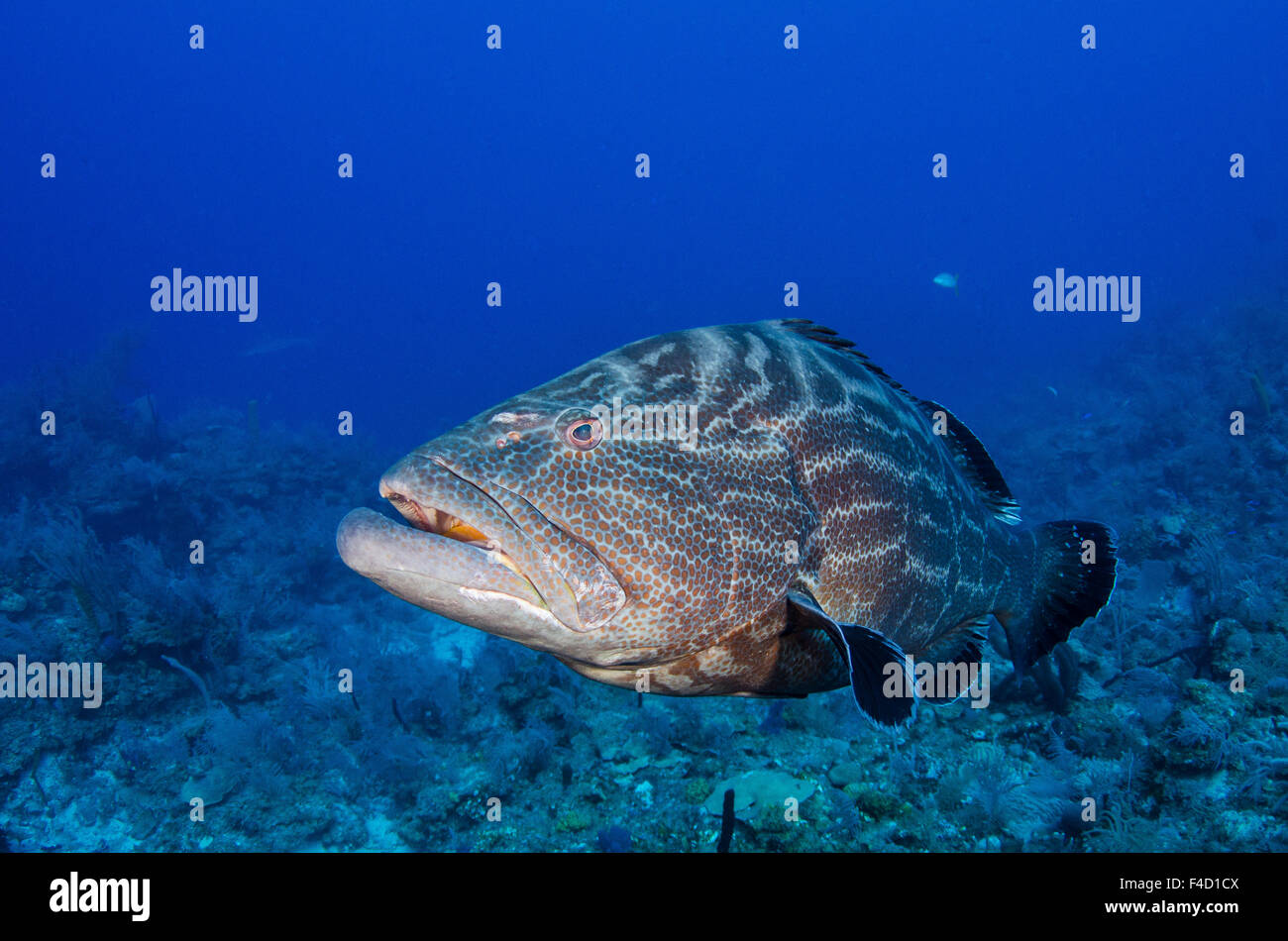 Black Grouper (Mycteroperca bonaci) Jardines de la Reina National Park ...