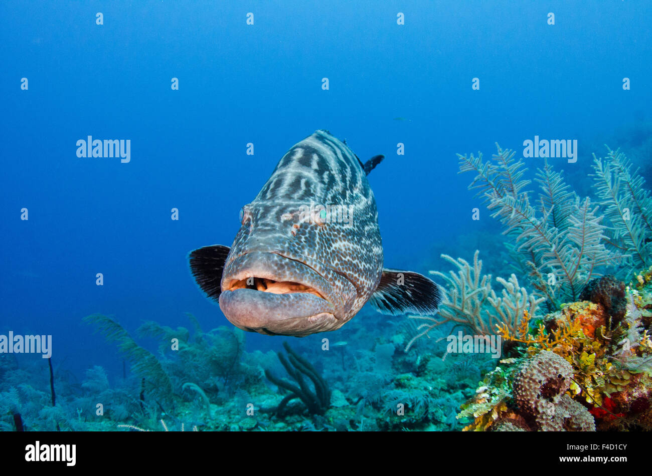 Black Grouper (Mycteroperca bonaci) Jardines de la Reina National Park ...