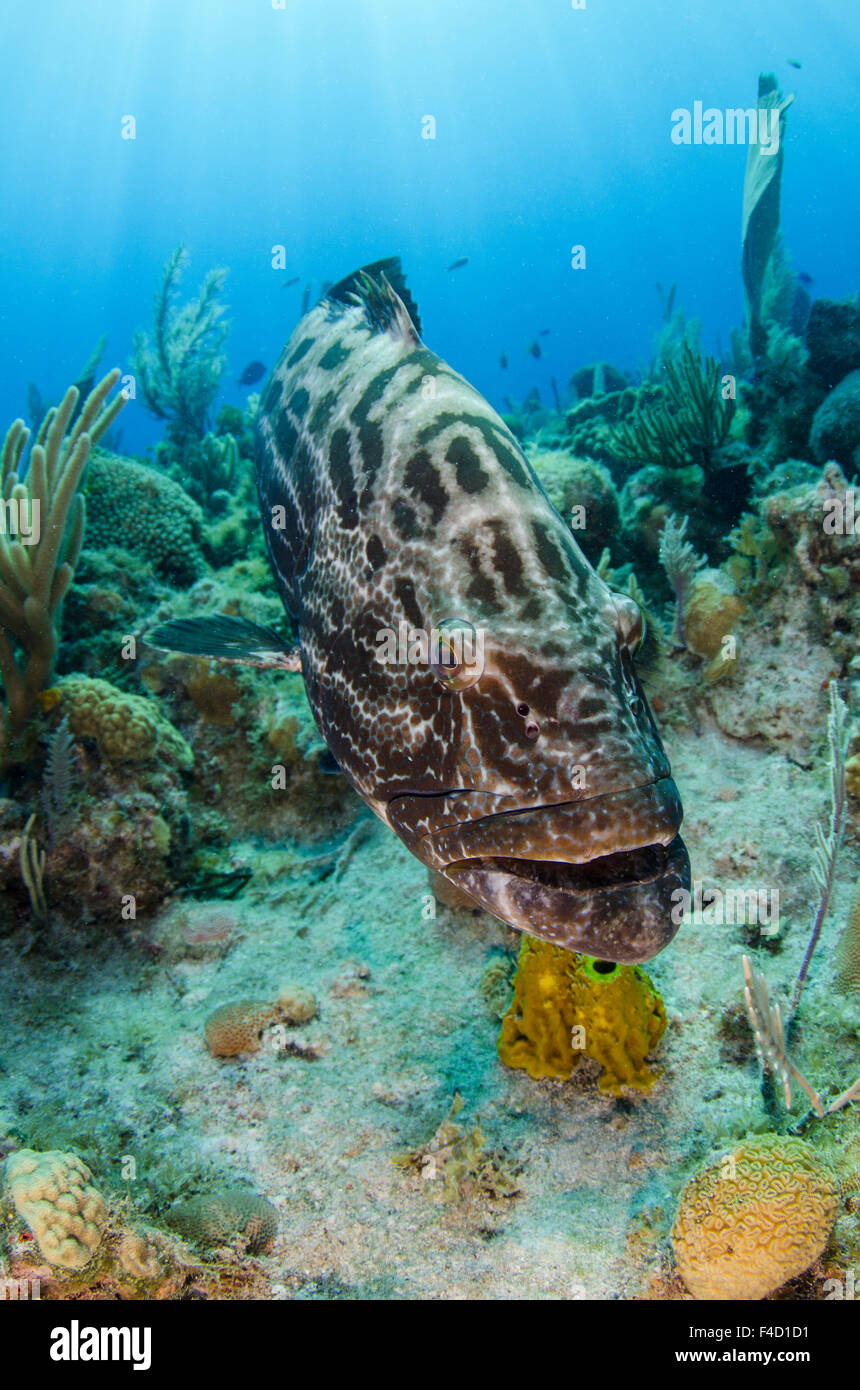 Black Grouper (Mycteroperca bonaci) Jardines de la Reina National Park ...