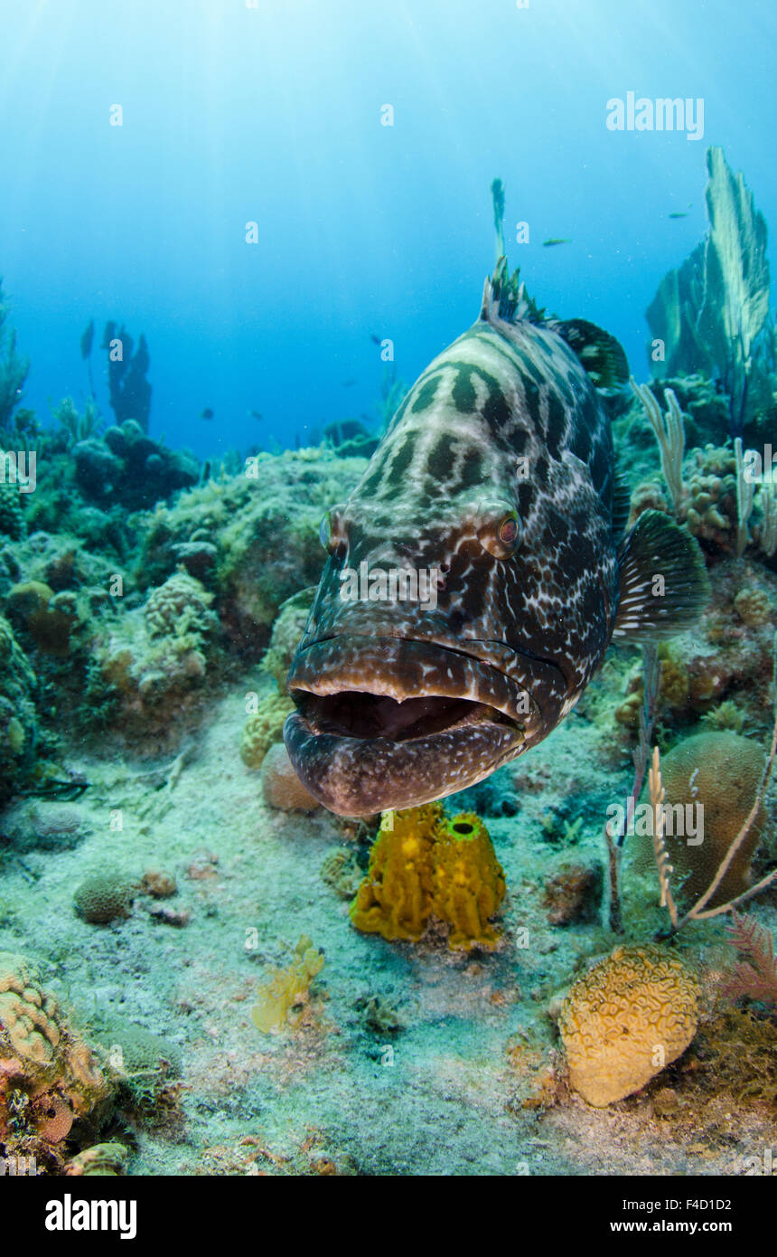 Black Grouper (Mycteroperca bonaci) Jardines de la Reina National Park ...