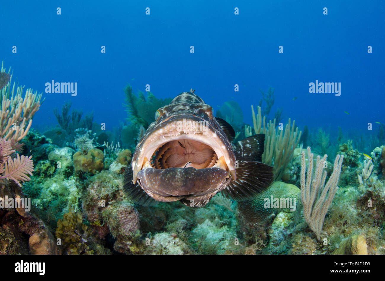Black Grouper (Mycteroperca bonaci) Jardines de la Reina National Park ...
