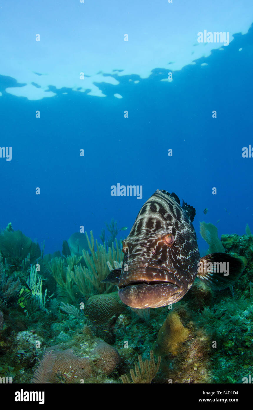 Black Grouper (Mycteroperca bonaci) Jardines de la Reina National Park ...