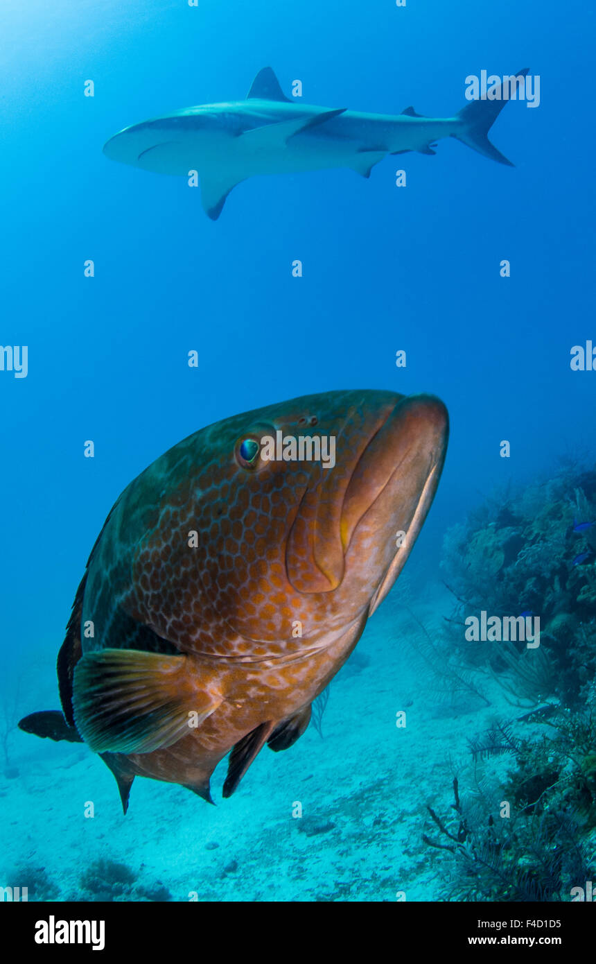 Black Grouper (Mycteroperca bonaci) Jardines de la Reina National Park ...