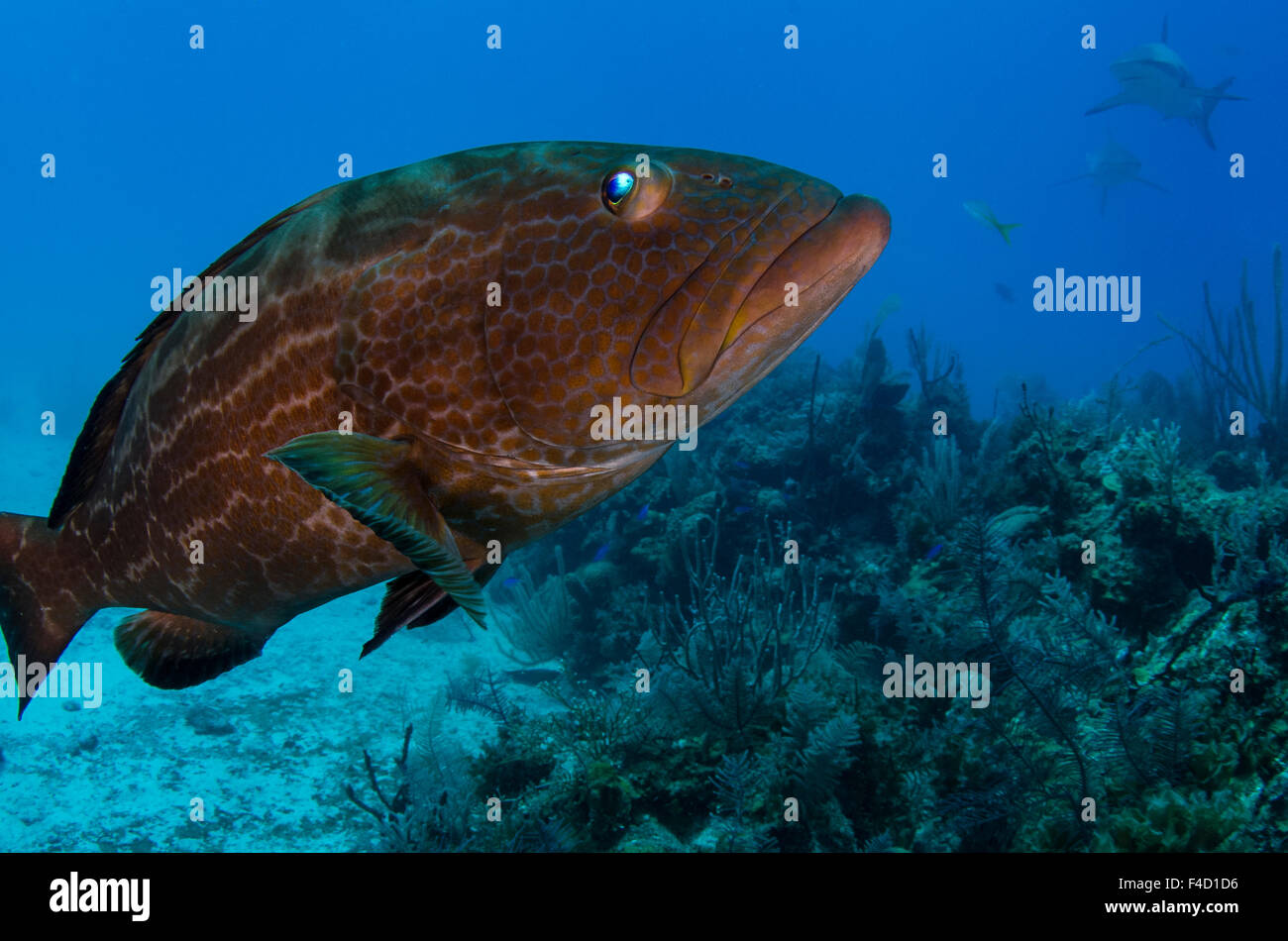 Black Grouper (Mycteroperca bonaci) Jardines de la Reina National Park ...
