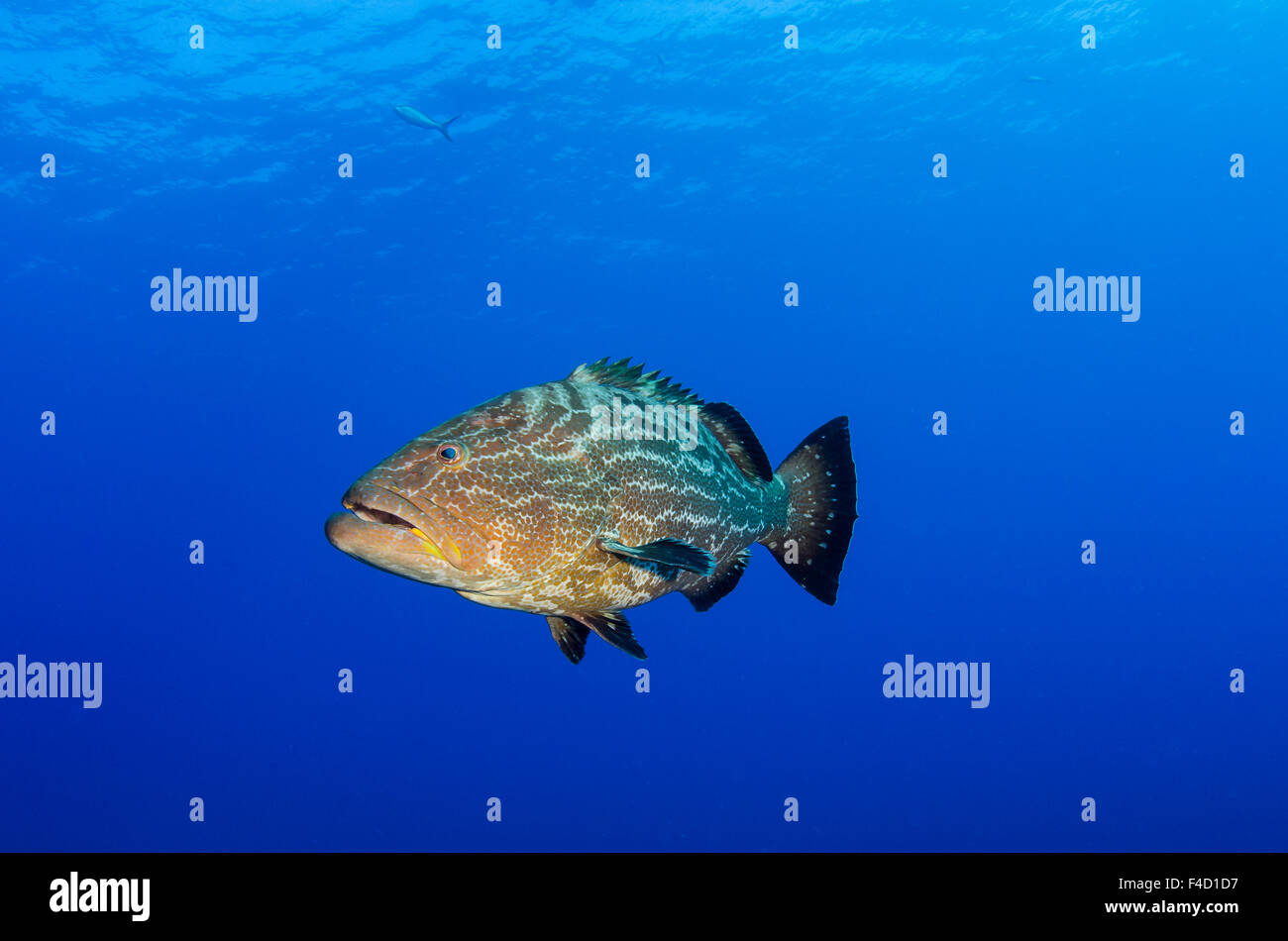 Black Grouper (Mycteroperca bonaci) Jardines de la Reina National Park ...