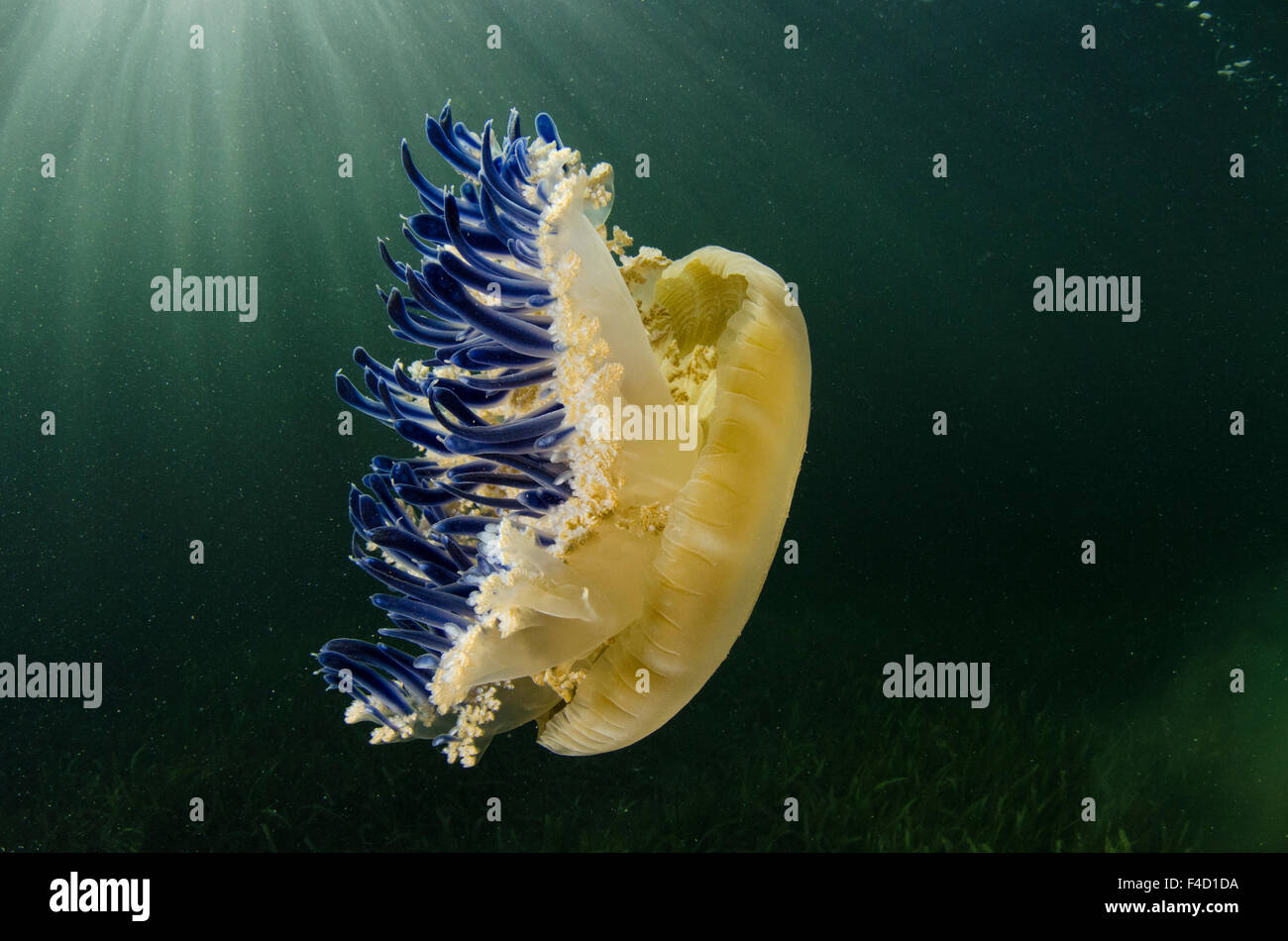 Upside-Down Jellyfish (Cassiopea) Jardines de la Reina National Park ...