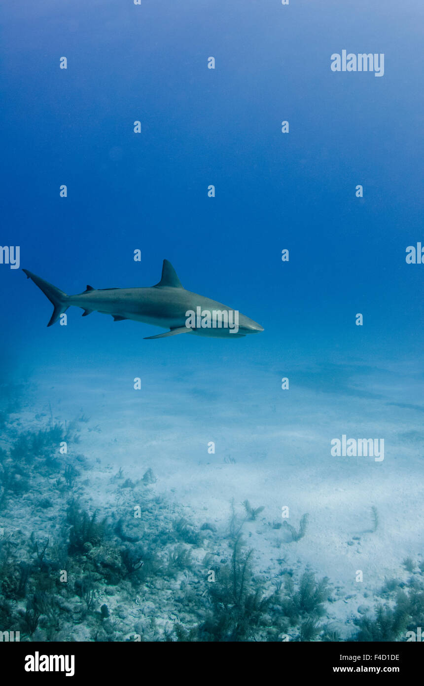Caribbean Reef Shark (Carcharhinus perezi) Jardines de la Reina ...