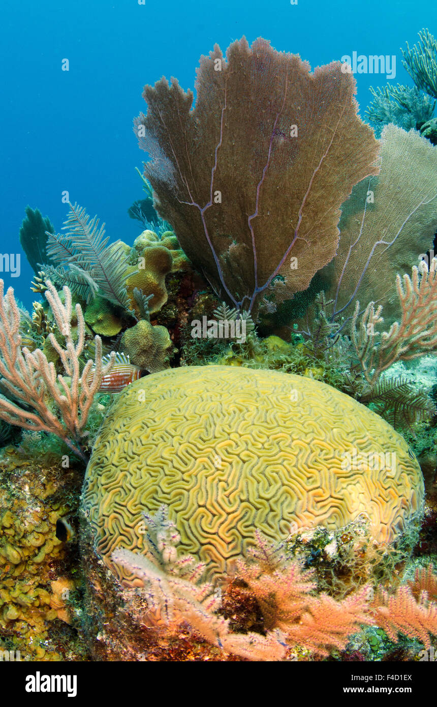 Grooved Brain Coral (Diploria labyrinthiformis) Jardines de la Reina ...