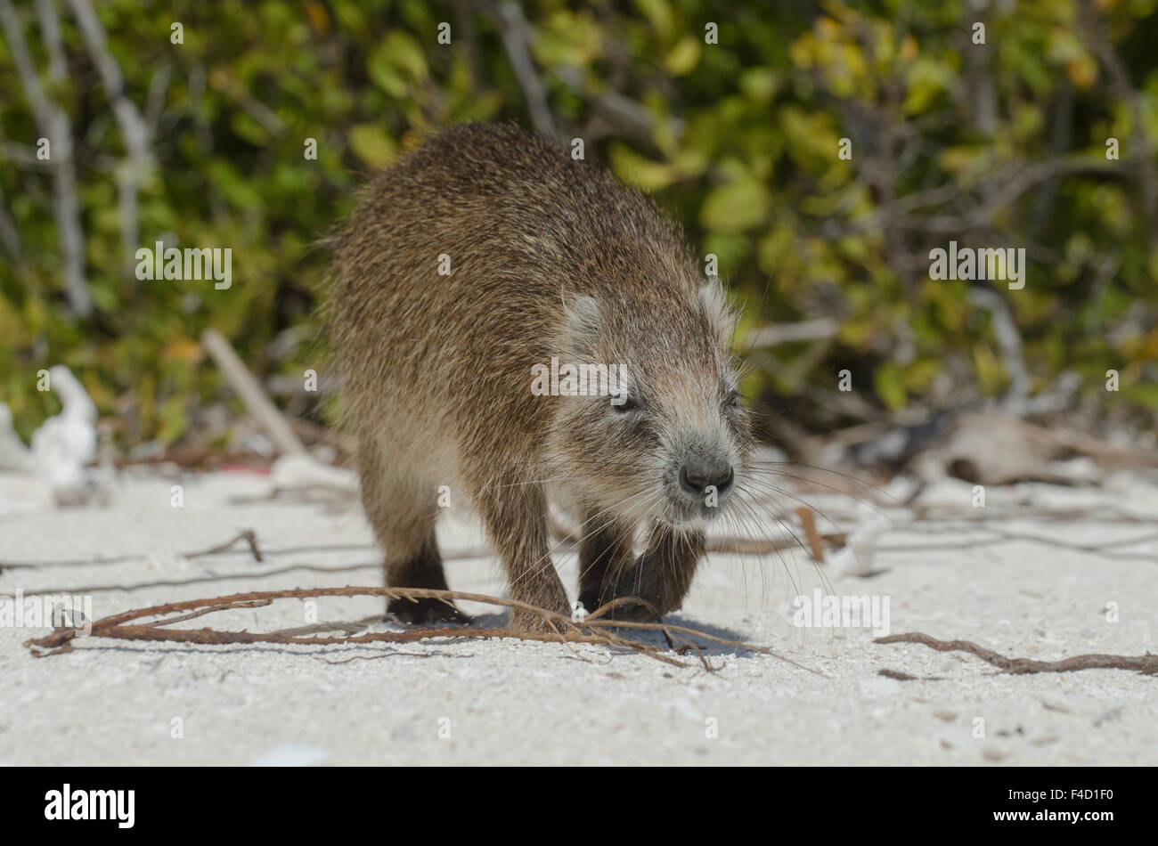 Cuban Hutia or Desmarest's Hutia (Capromys pilorides) Jardines de la ...